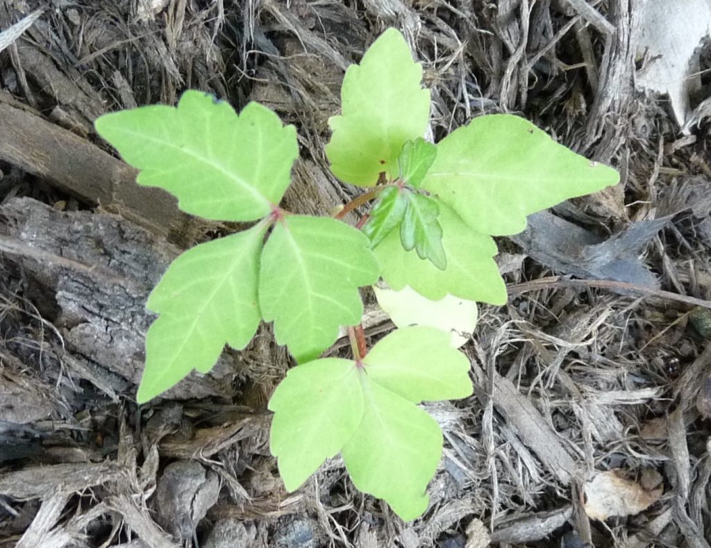 Diary — Grandparents of the Forest